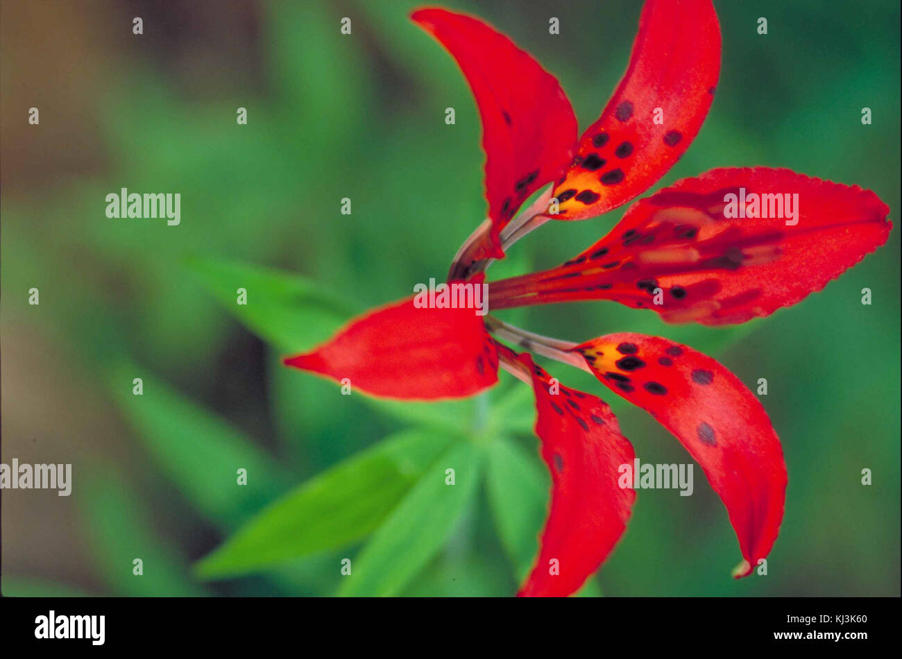Wood lily plant blossom with narrow spotted bright red petals lilium ...