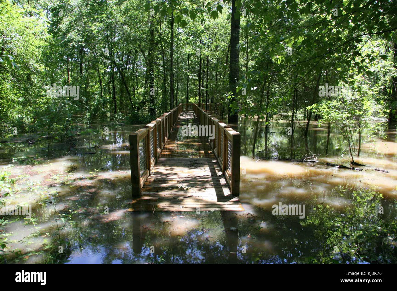 Wooden bridge in the forest inundated with water Stock Photo - Alamy