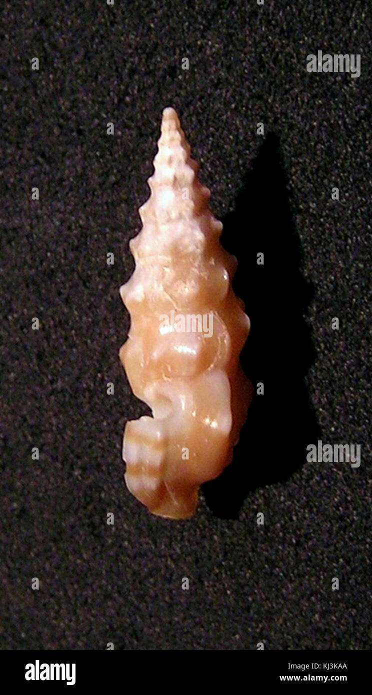 Laetus hi-res stock photography and images - Alamy