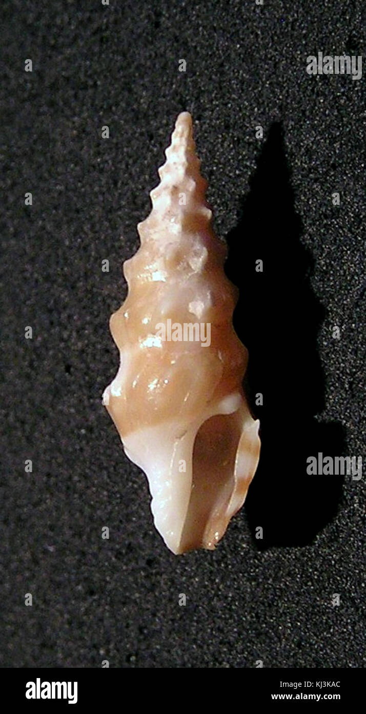 'Clavus laetus 003' refers to an image or study of the species Clavus ...