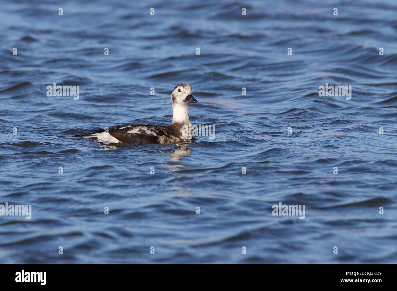 Long tailed duck uk hi-res stock photography and images - Alamy