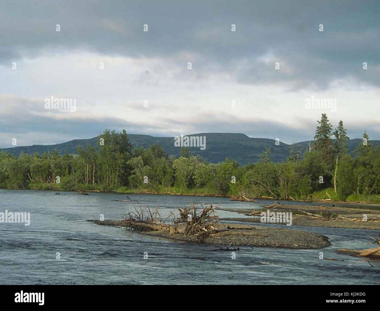 Woody debris in river Stock Photo - Alamy