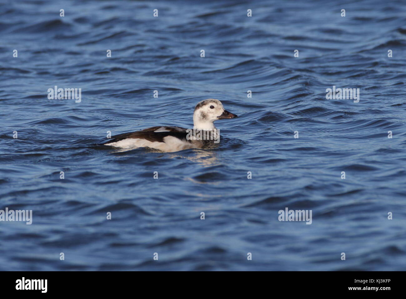 Long tailed duck uk hi-res stock photography and images - Alamy