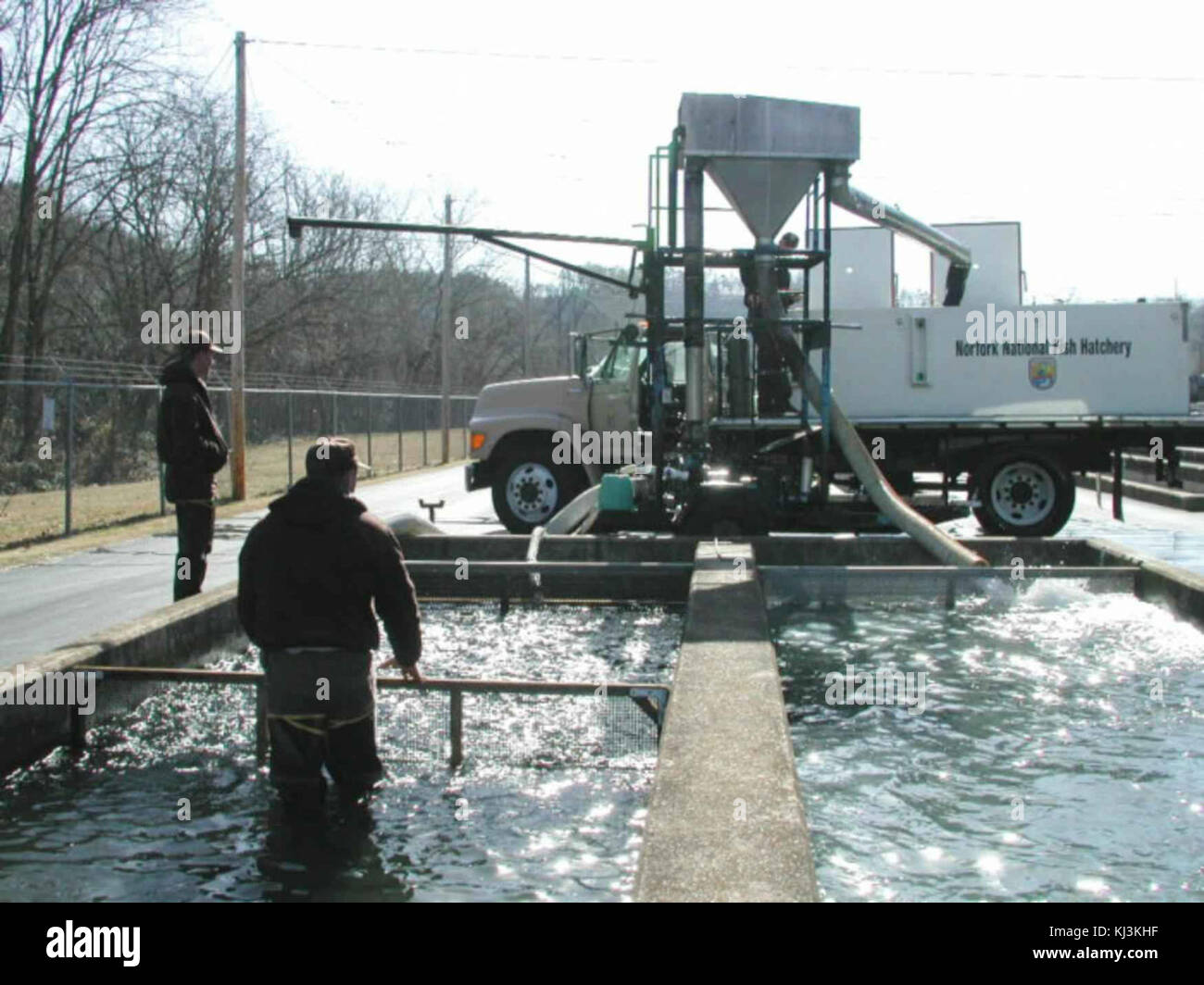 Workers crowding and loading fish into a truck Stock Photo - Alamy
