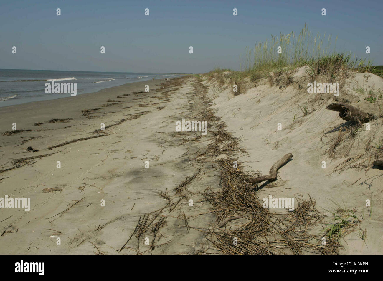 Wrack line reveals last high tide mark near the dunes Stock Photo - Alamy