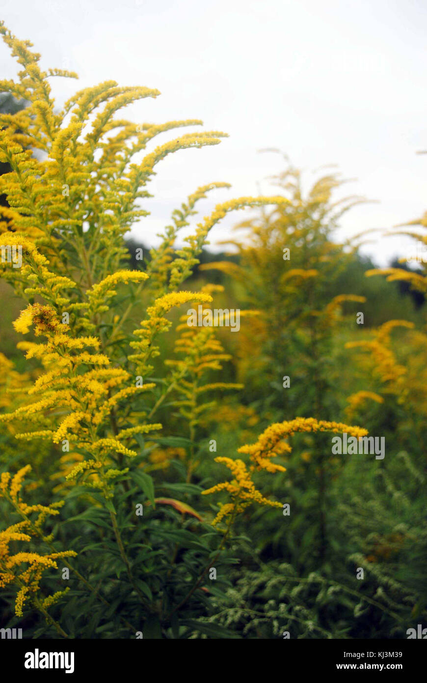 Yellow goldenrod wildflower Stock Photo - Alamy