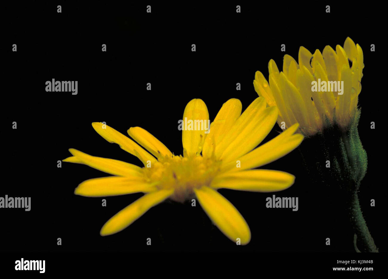 Yellow Maryland golden aster flower chrysopsis mariana asteraceae Stock ...