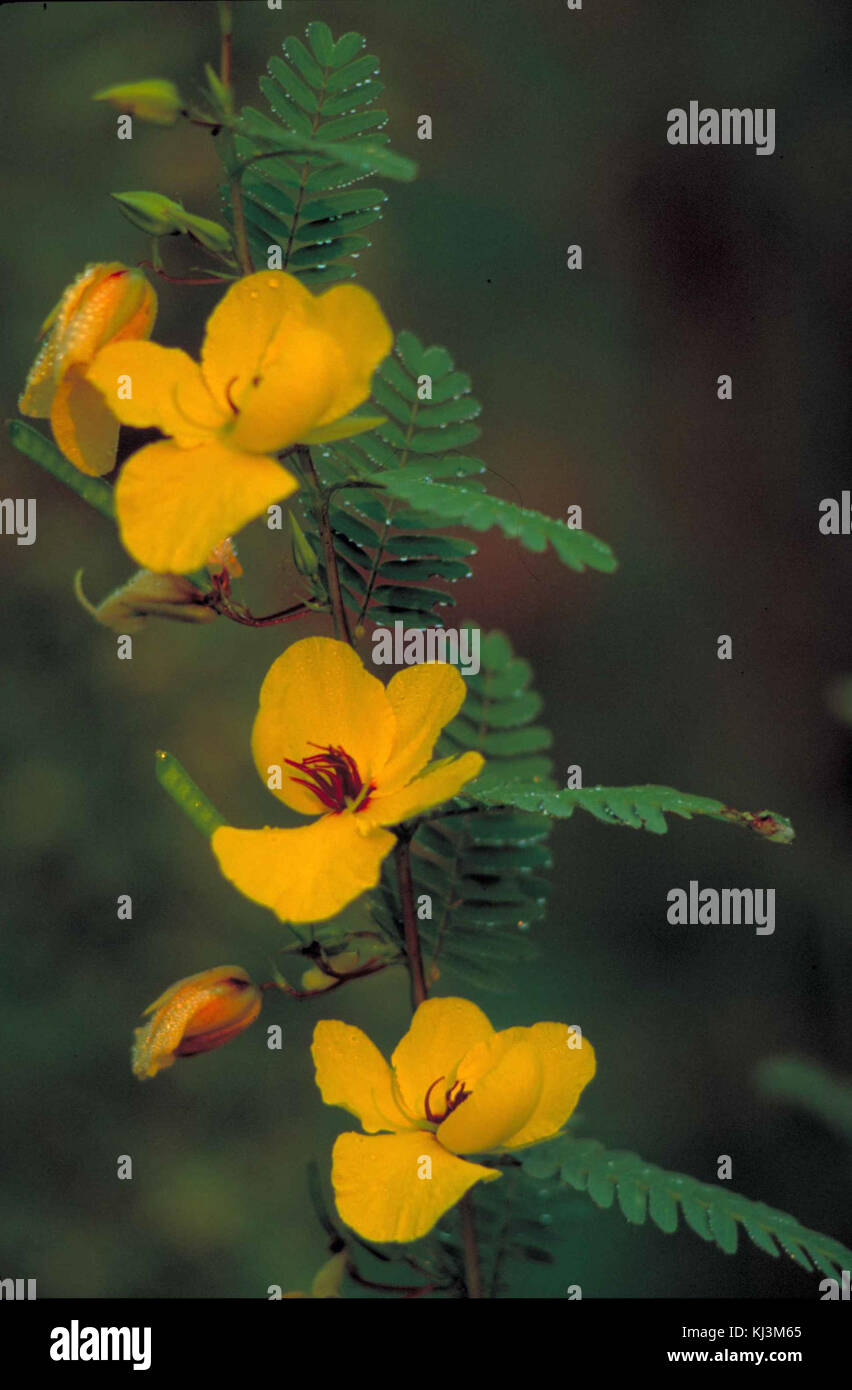Yellow partridge pea flower with red center cassia fasciculata Stock ...