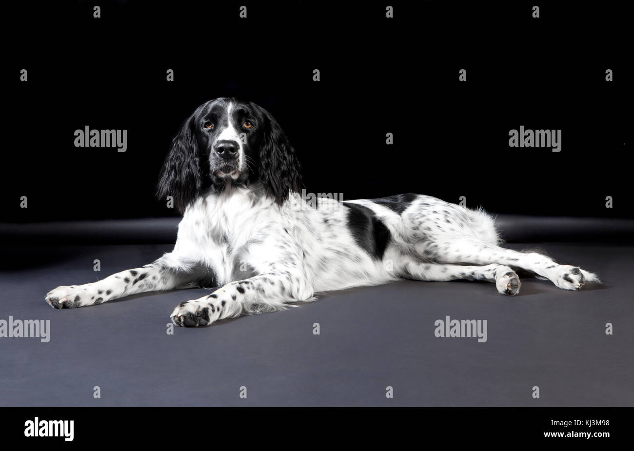 a large Muensterlaender dog photographed in the studio Stock Photo - Alamy