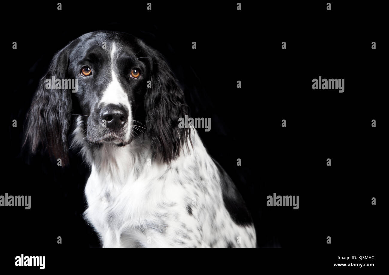 a large Muensterlaender dog photographed in the studio Stock Photo - Alamy