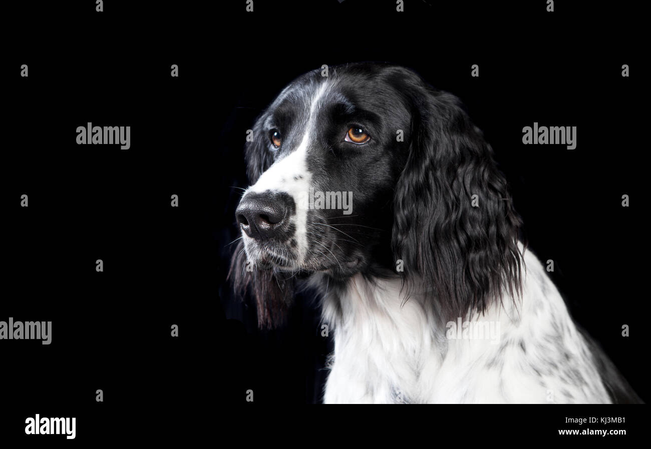a large Muensterlaender dog photographed in the studio Stock Photo - Alamy