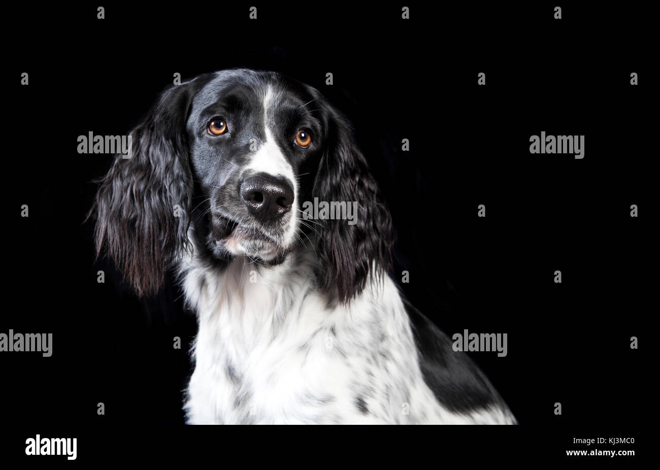 a large Muensterlaender dog photographed in the studio Stock Photo - Alamy