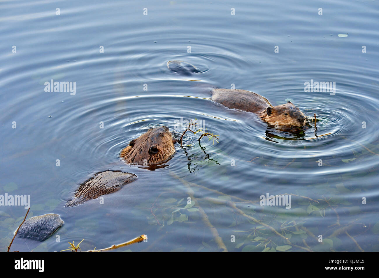 Two beavers Castor canadenis, feeding on some aspen branches while ...