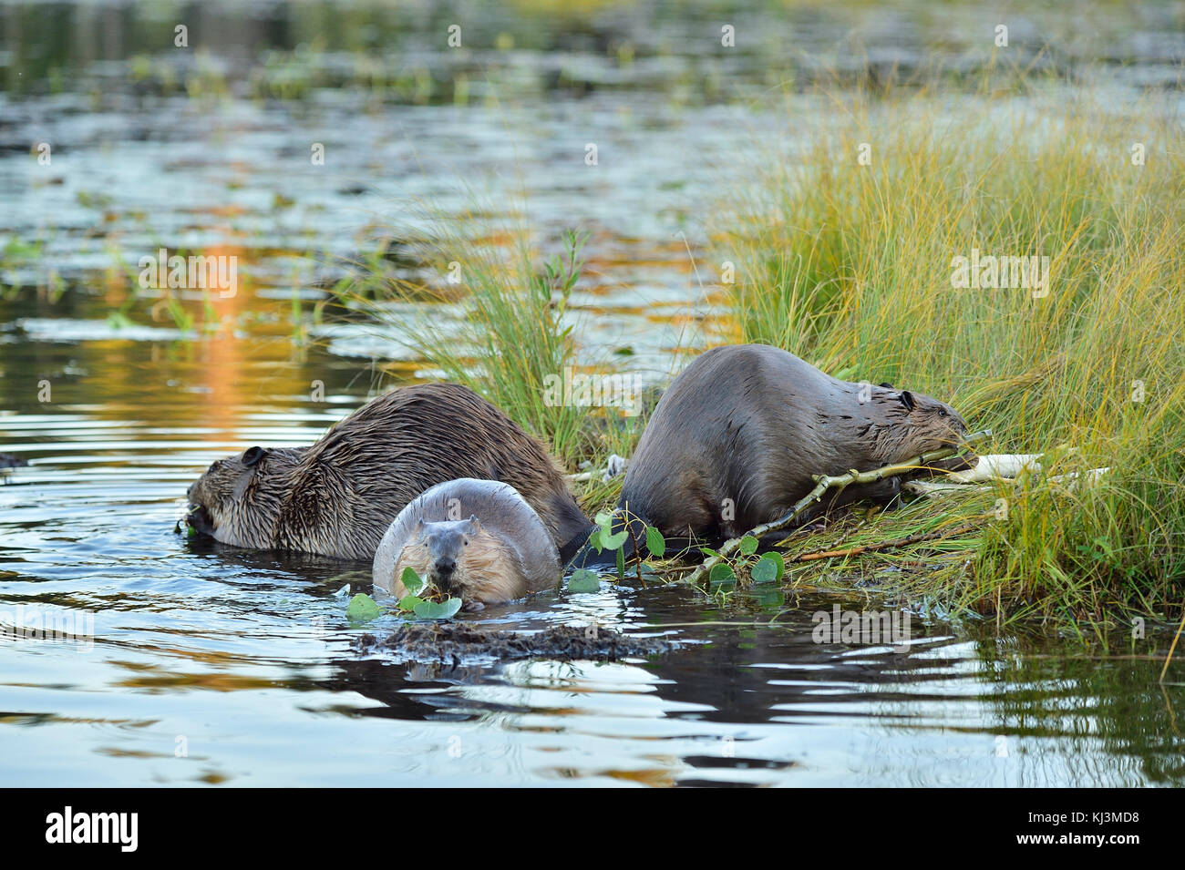 Three wild beavers (Canada; Canadensis); feeding on a grassy spot on ...