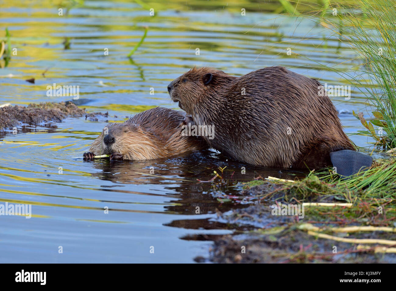 Castor canadensis teeth hi-res stock photography and images - Alamy