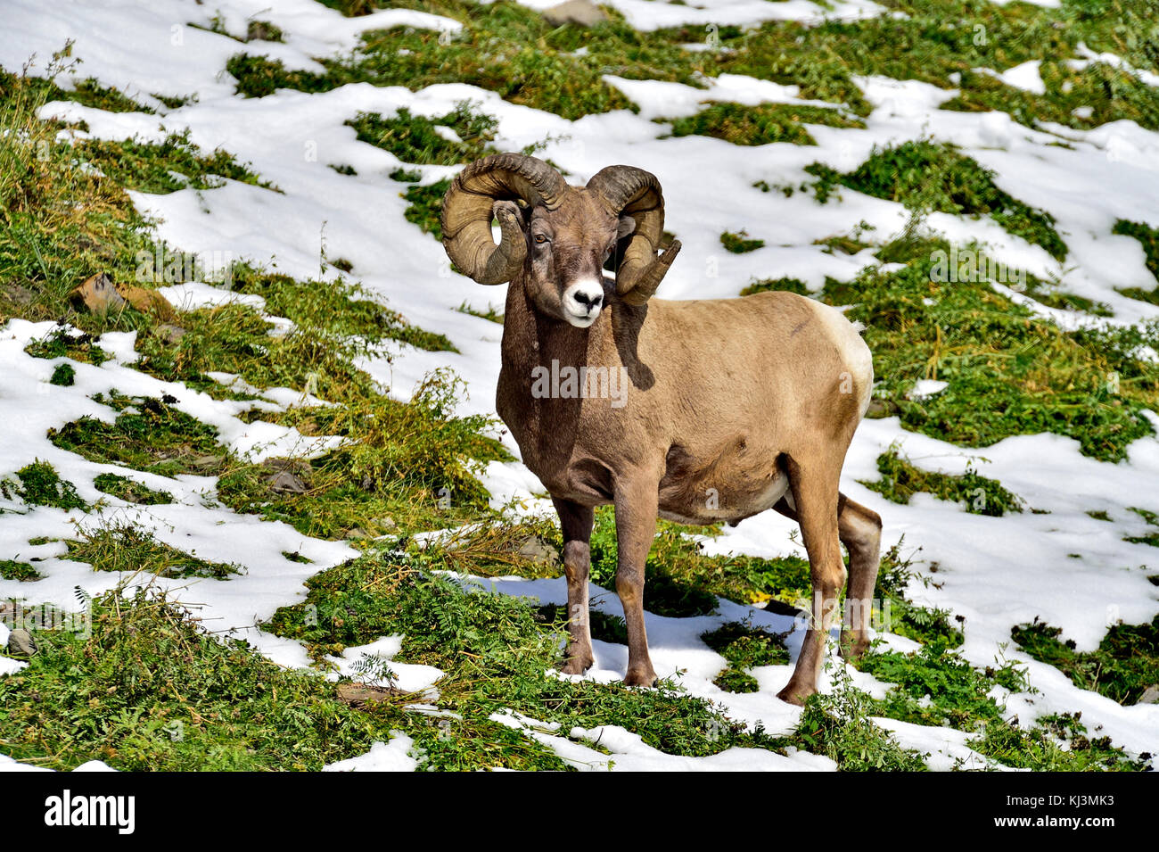 A mature full curl adult Bighorn ram (Ovis canadensis); standing in the ...