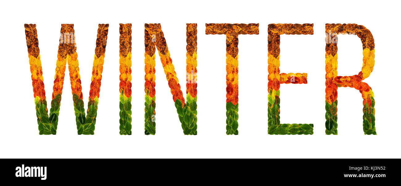 word winter written with leaves white isolated background, banner for ...