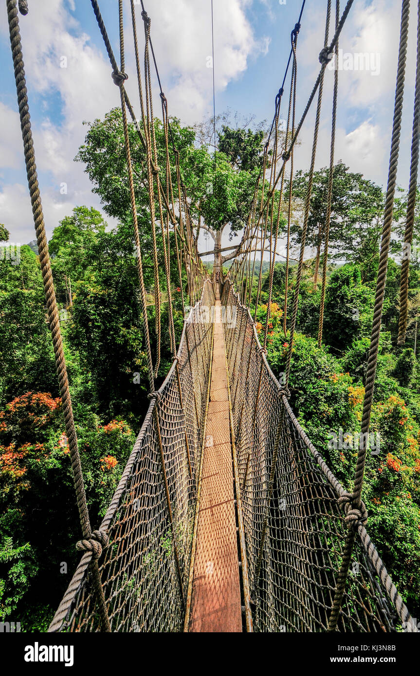 Canopy Walkway in Kakum National Park. A 375 square km national park ...