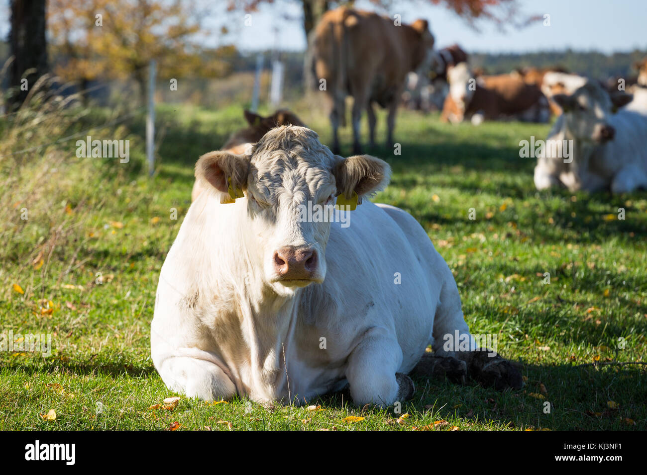 Big butt cows laying and resting on a green grass Stock Photo - Alamy