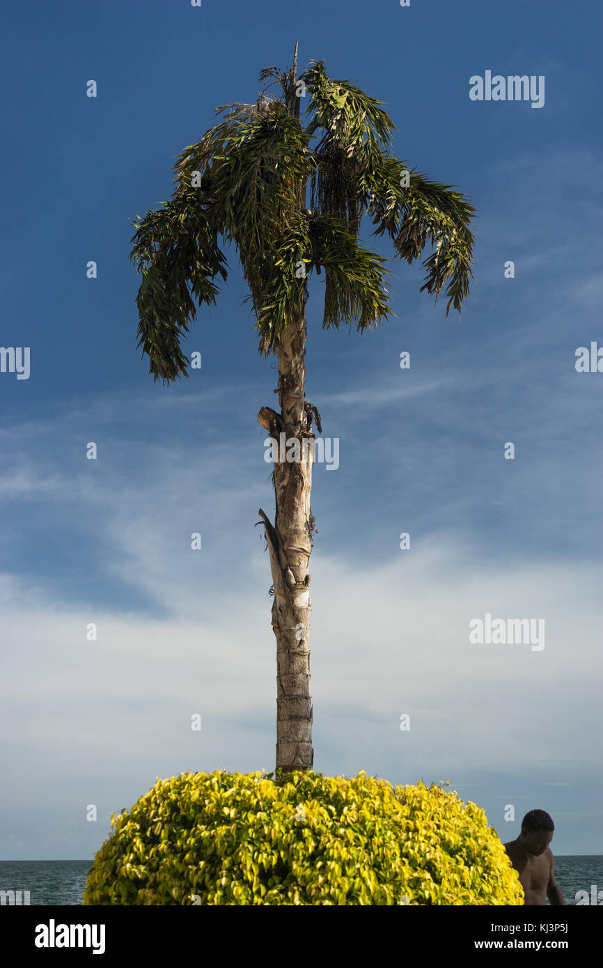 Palm Tree at Lake Victoria Uganda Stock Photo - Alamy