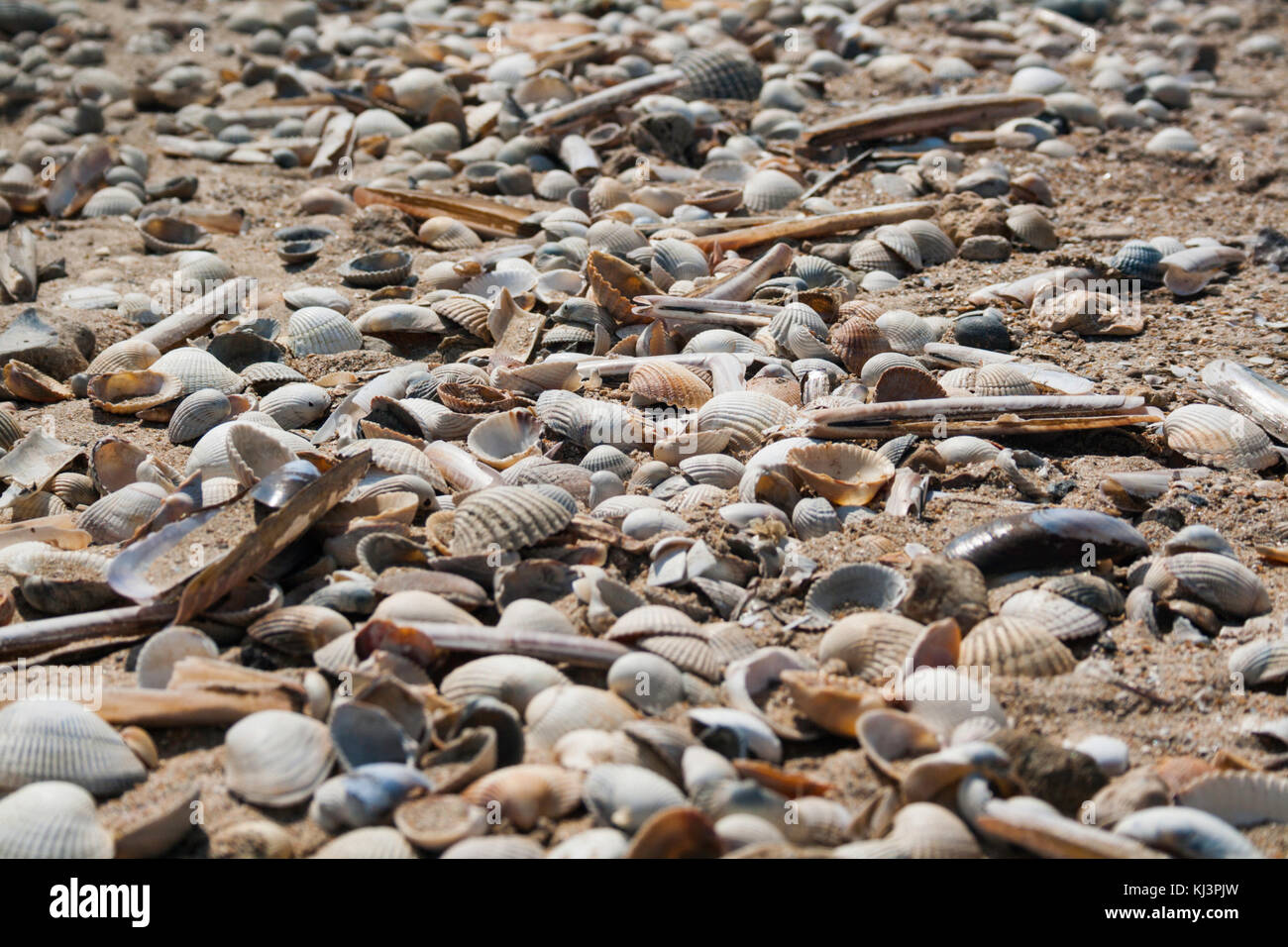 Sea shells on beach Stock Photo - Alamy