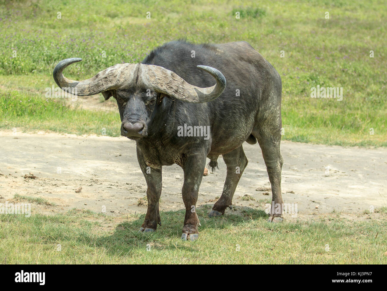 An African Buffalo male Stock Photo - Alamy