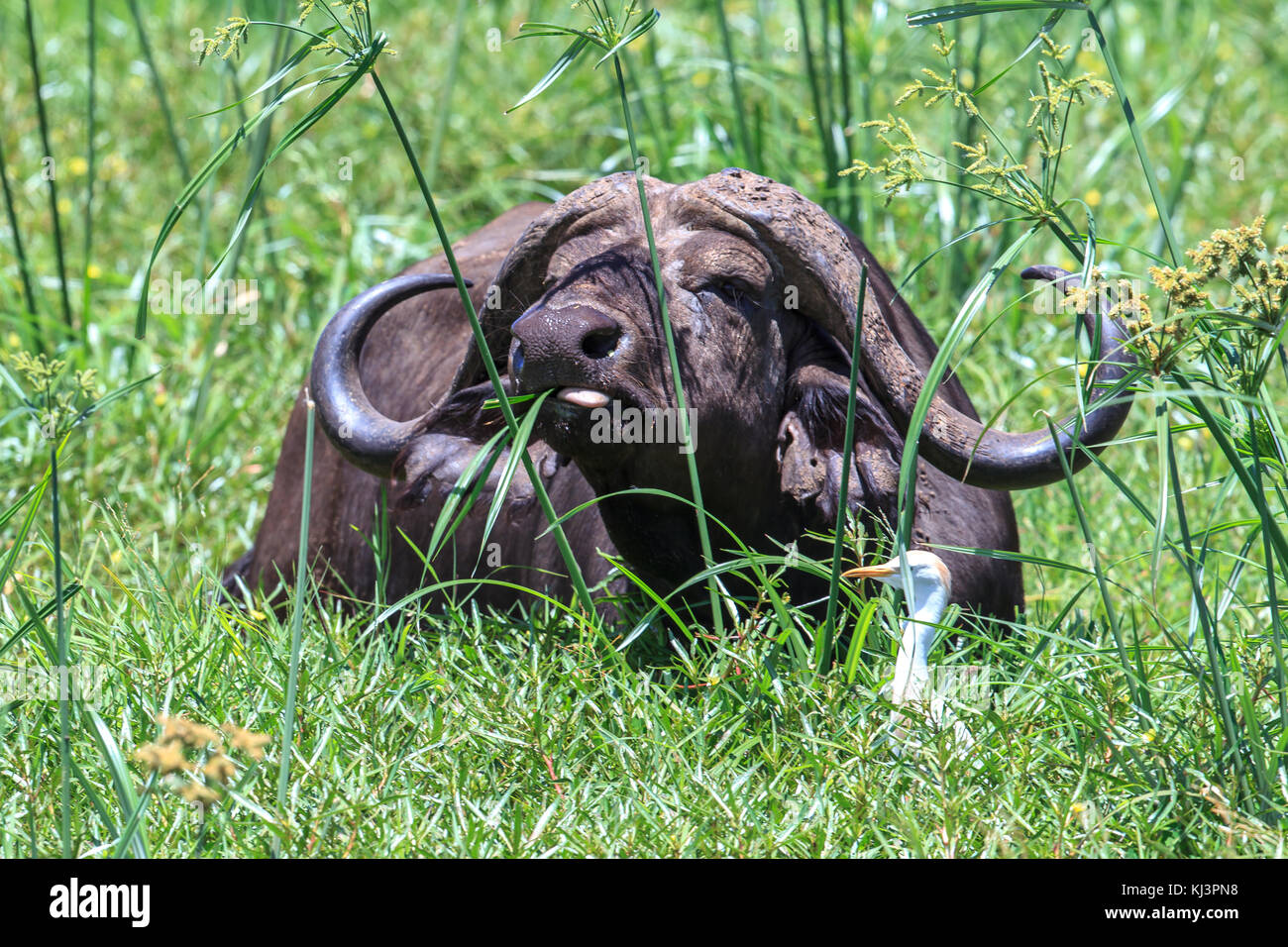 An African Buffalo male Stock Photo - Alamy