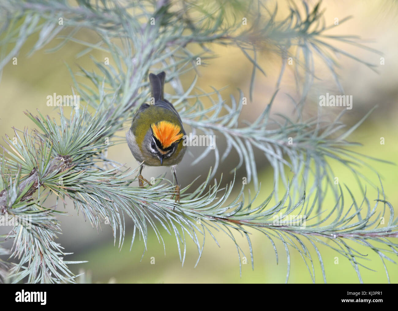 Firecrest - Regulus ignicapillus Stock Photo - Alamy