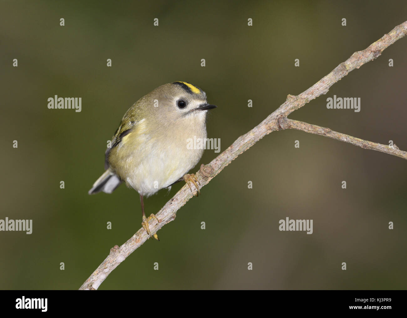 Goldcrest - Regulus regulus Stock Photo - Alamy