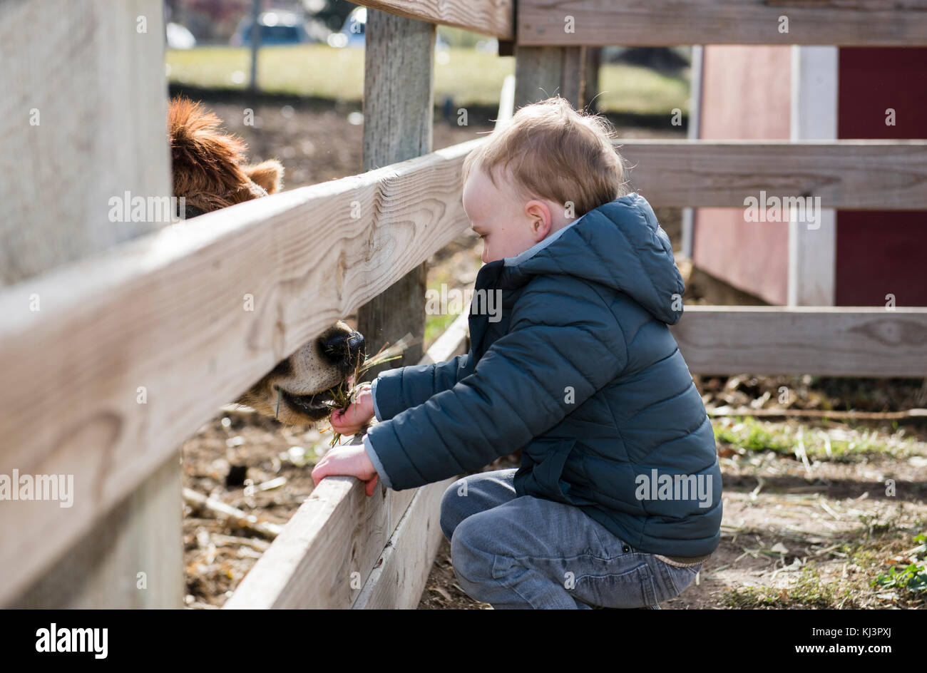 Toddler cows hi-res stock photography and images - Alamy