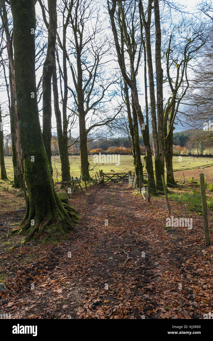 Track leading to a field in Dartmoor South Devon Stock Photo - Alamy