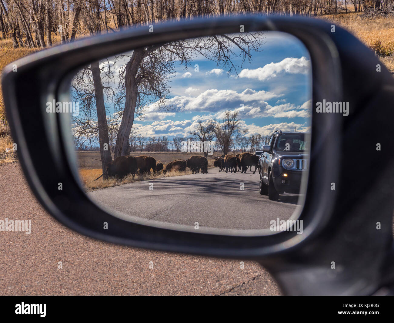 Bison in the rear-view mirror on the Wildlife Drive, autumn, Rocky ...