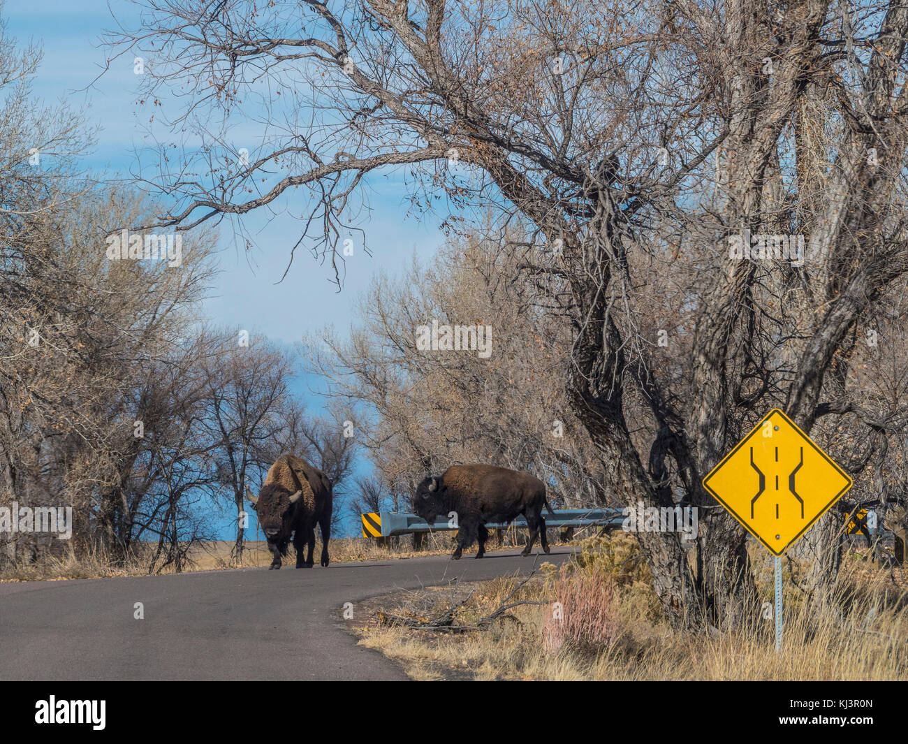 Bison cross the Wildlife Drive pavement, autumn, Rocky Mountain Arsenal ...
