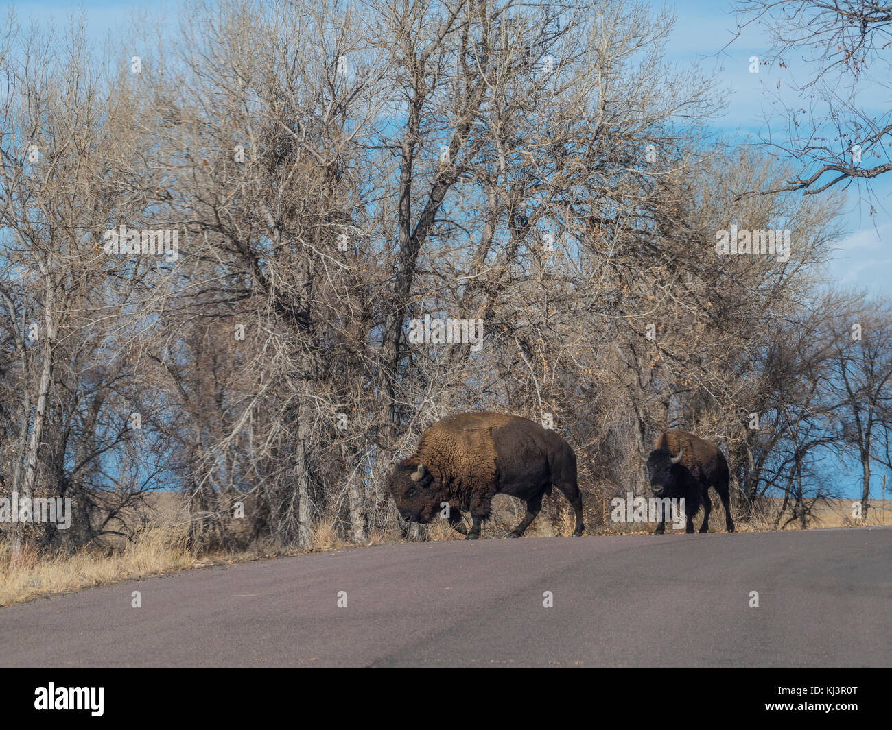 Bison cross the Wildlife Drive pavement, autumn, Rocky Mountain Arsenal ...