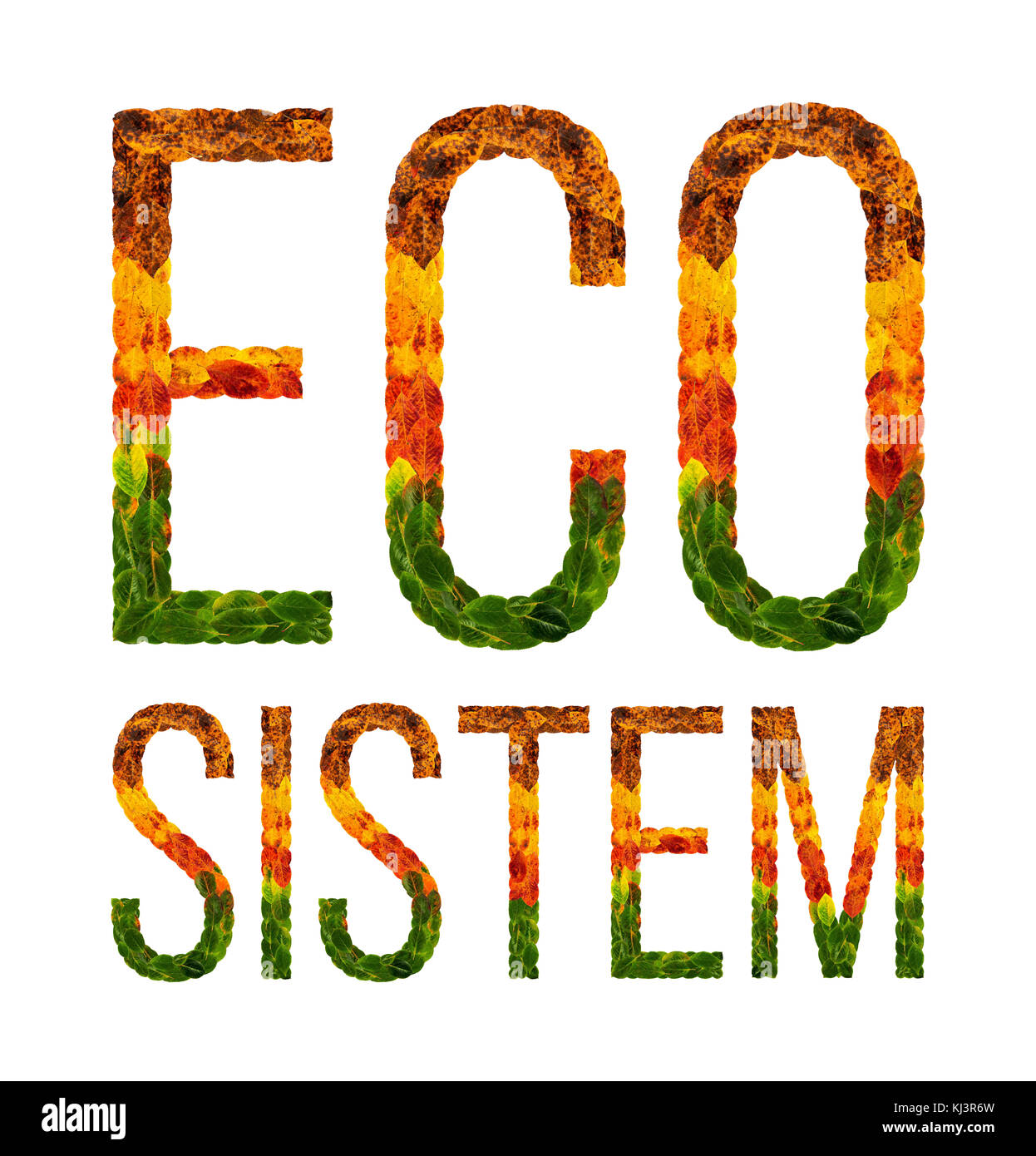 word eco sistem written with leaves white isolated background, banner ...