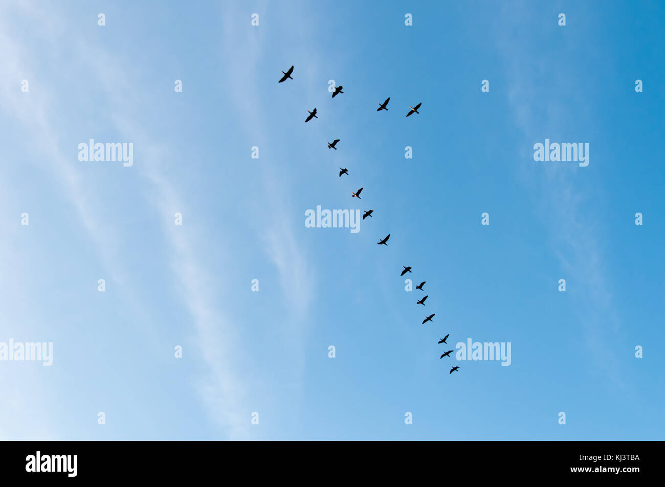 Birds flying v shape hi-res stock photography and images - Alamy