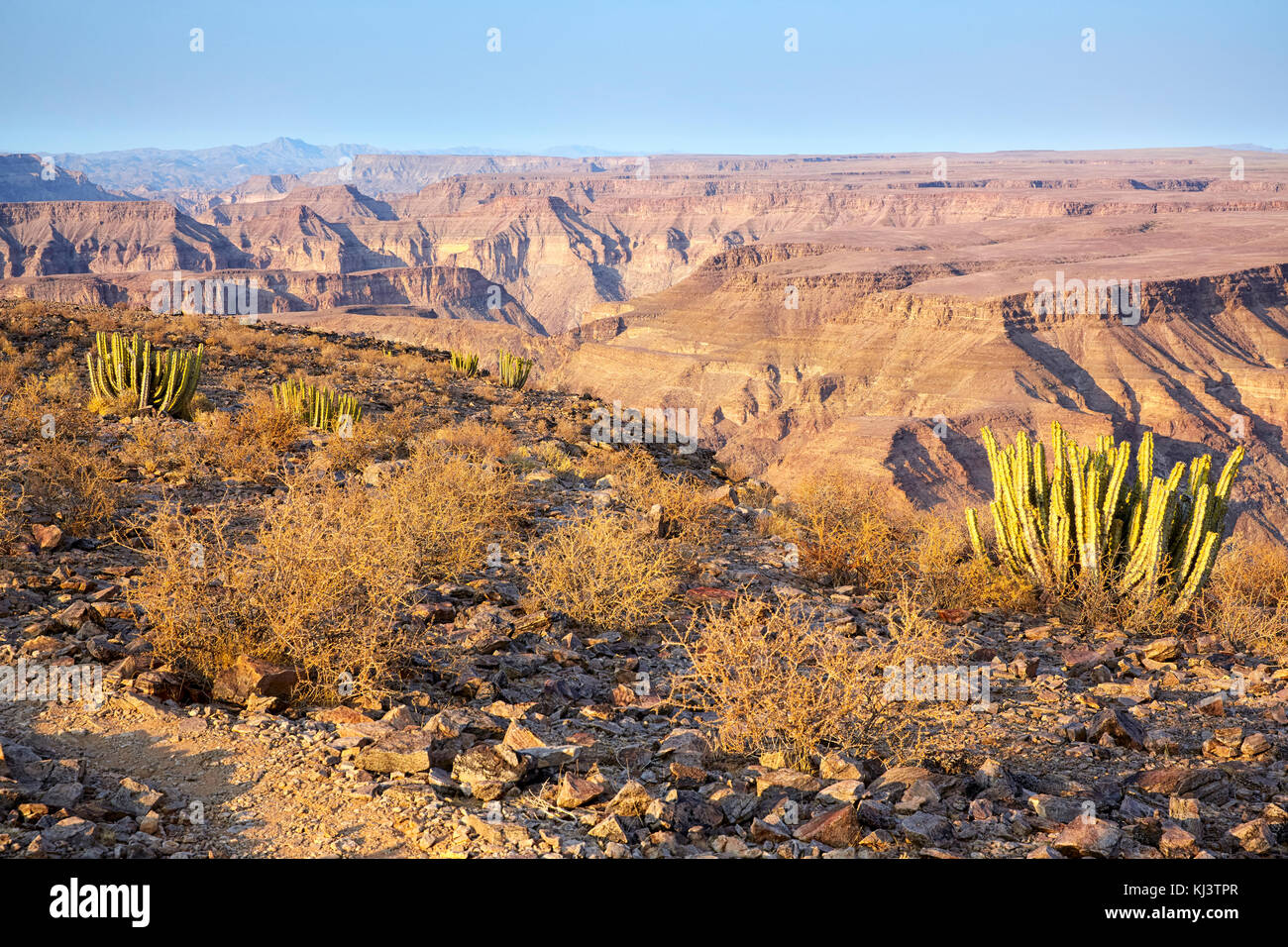 Euphorbia Virosa (Gifboom, poison tree), Fish River Canyon, Namibia ...