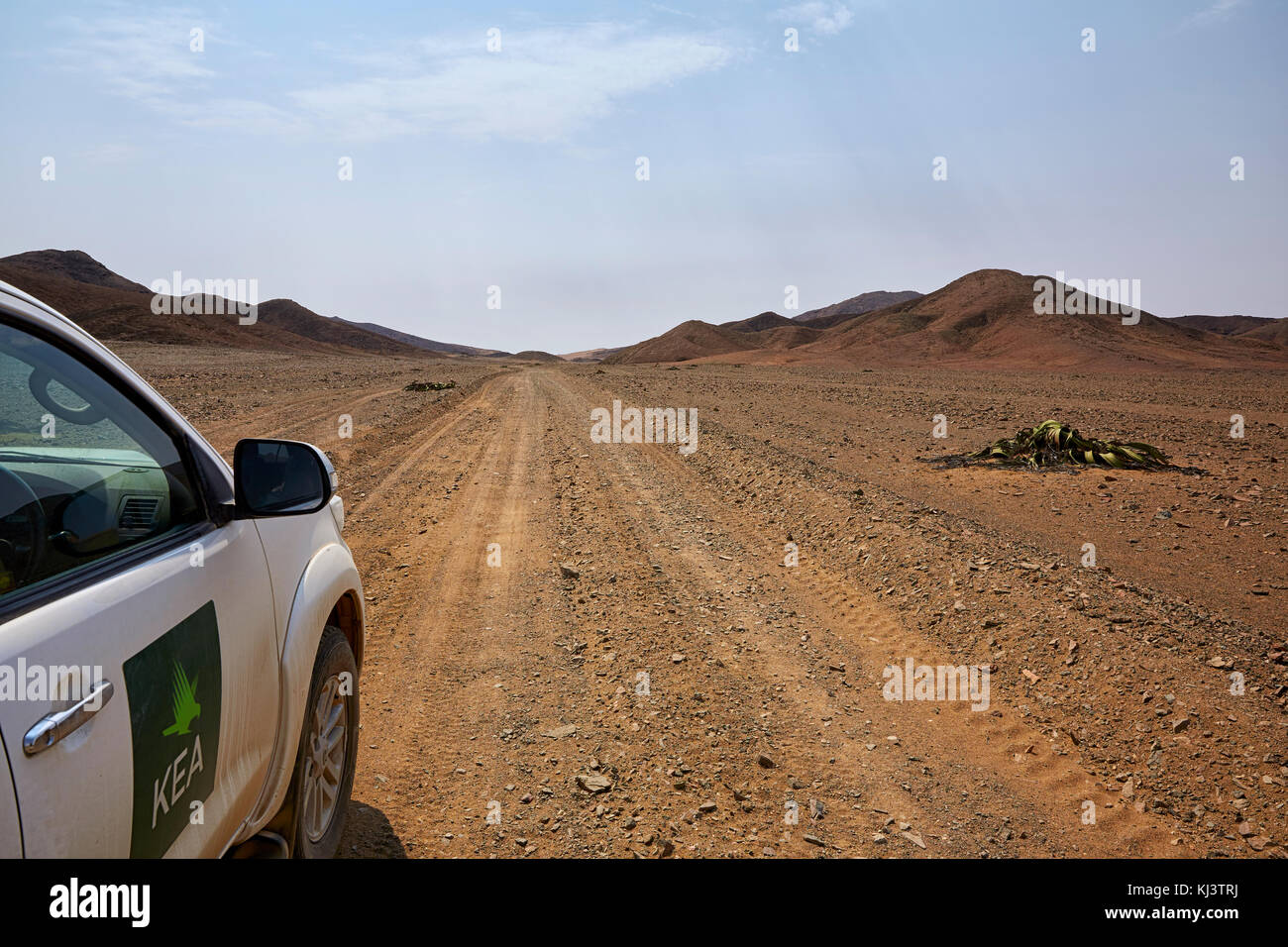 Welwitschia Mirabilis, Messum Crater, Damaraland, Namibia, Africa Stock ...