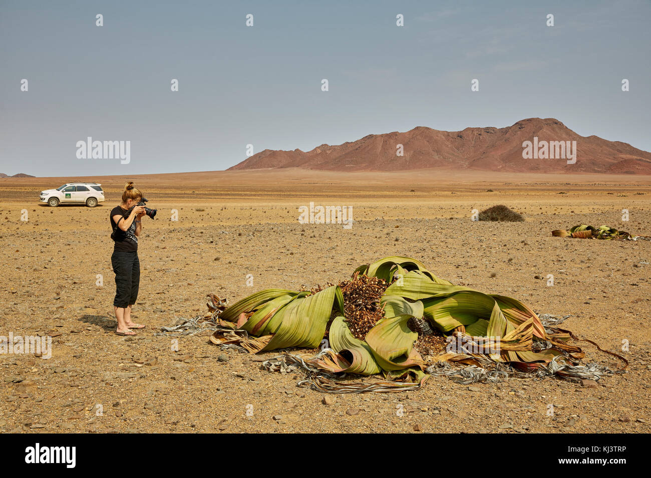 Welwitschia Mirabilis, Messum Crater, Damaraland, Namibia, Africa Stock ...