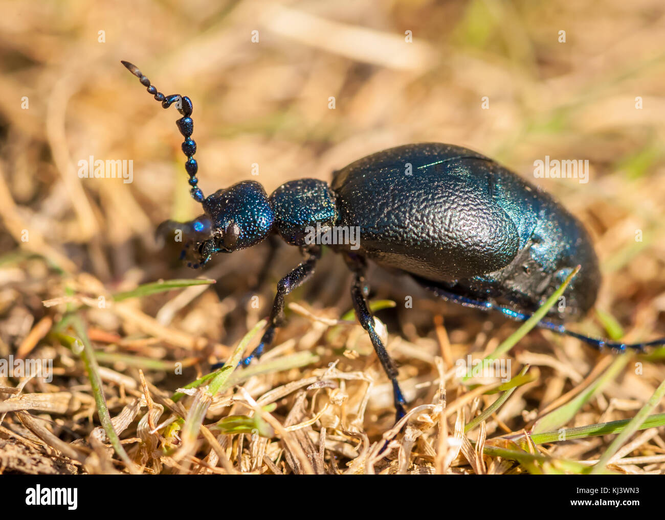 Oil beetle in close up hi-res stock photography and images - Alamy