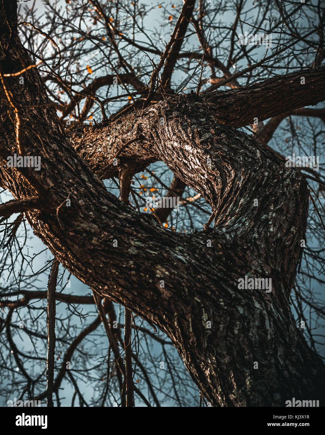Tree Branches from below Stock Photo - Alamy