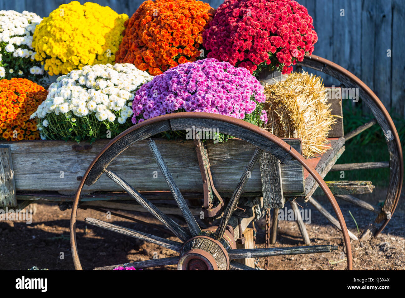 Fall mums hi-res stock photography and images - Alamy