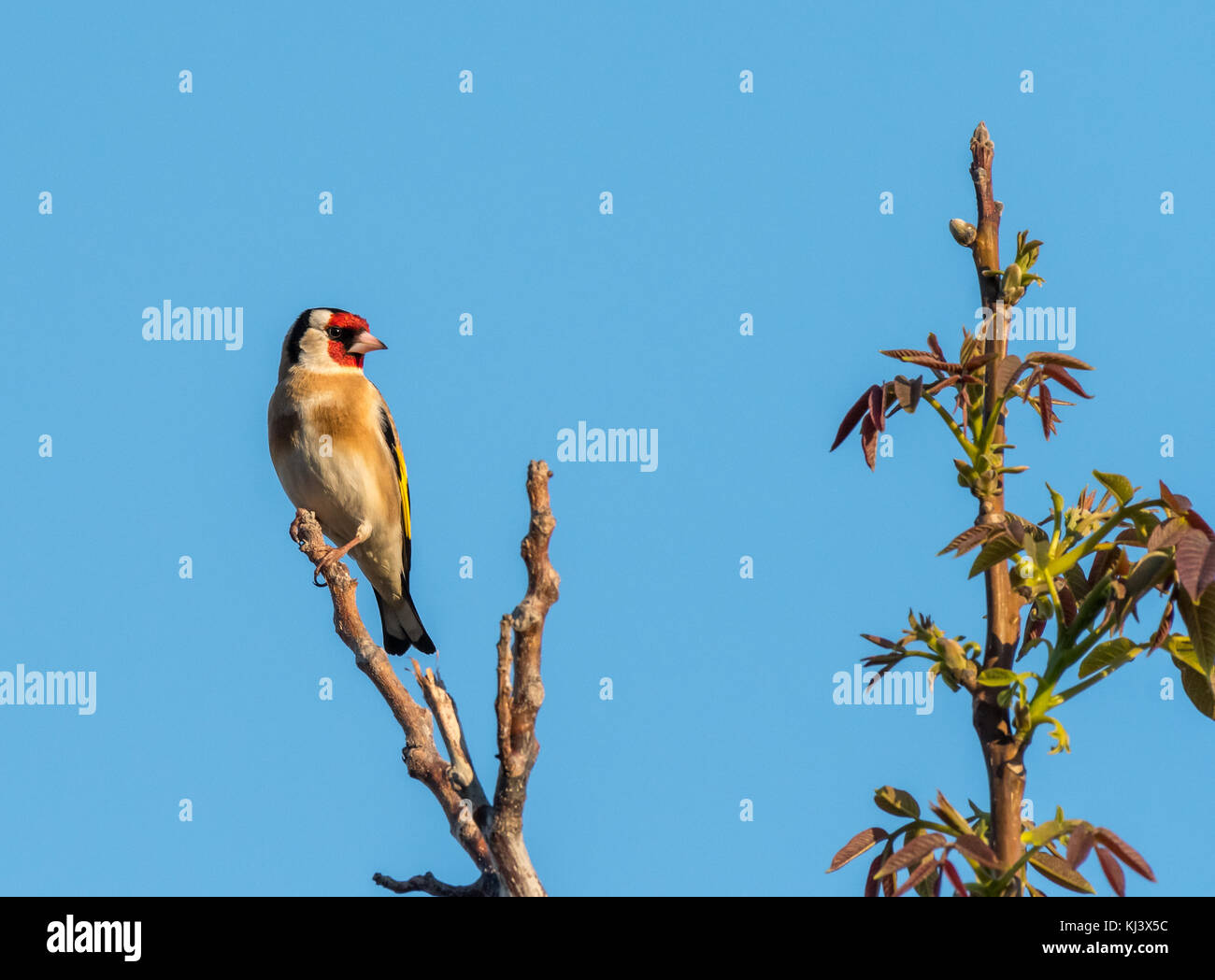 A European goldfinch sitting on a tree in springtime, blue sky Stock ...