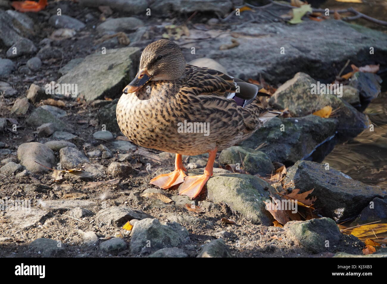 Mountain duck hi-res stock photography and images - Alamy