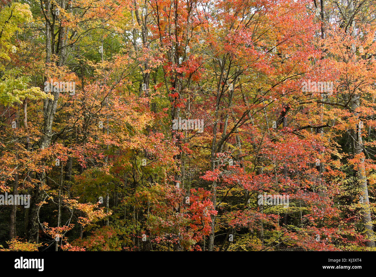 Autumn foliage along Roaring Fork Motor Nature Trail, Great Smoky ...