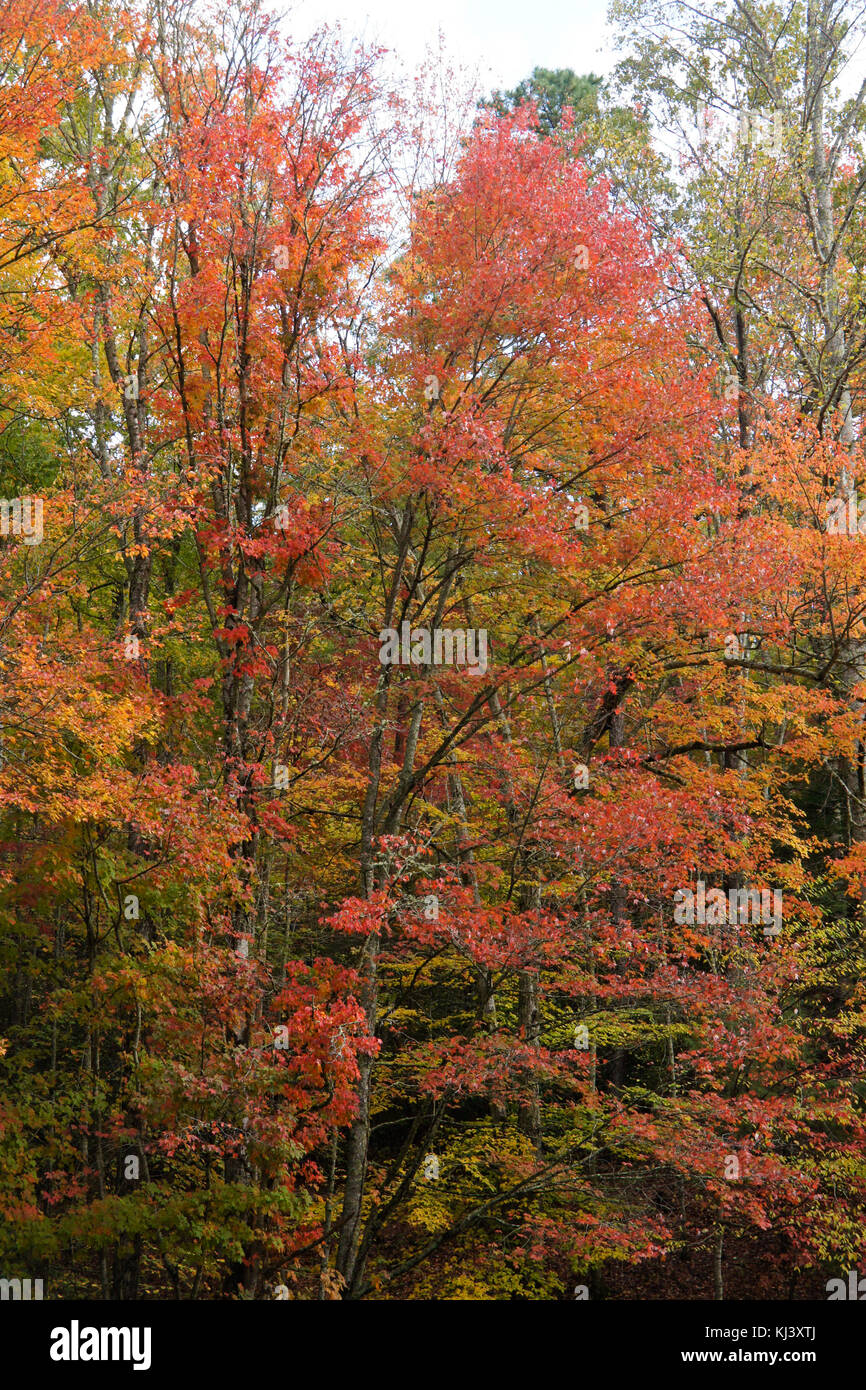Autumn foliage along Roaring Fork Motor Nature Trail, Great Smoky ...
