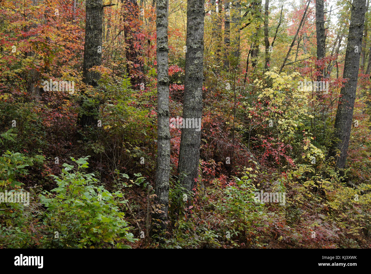 Autumn foliage in Great Smoky Mountains National Park, Tennessee Stock ...