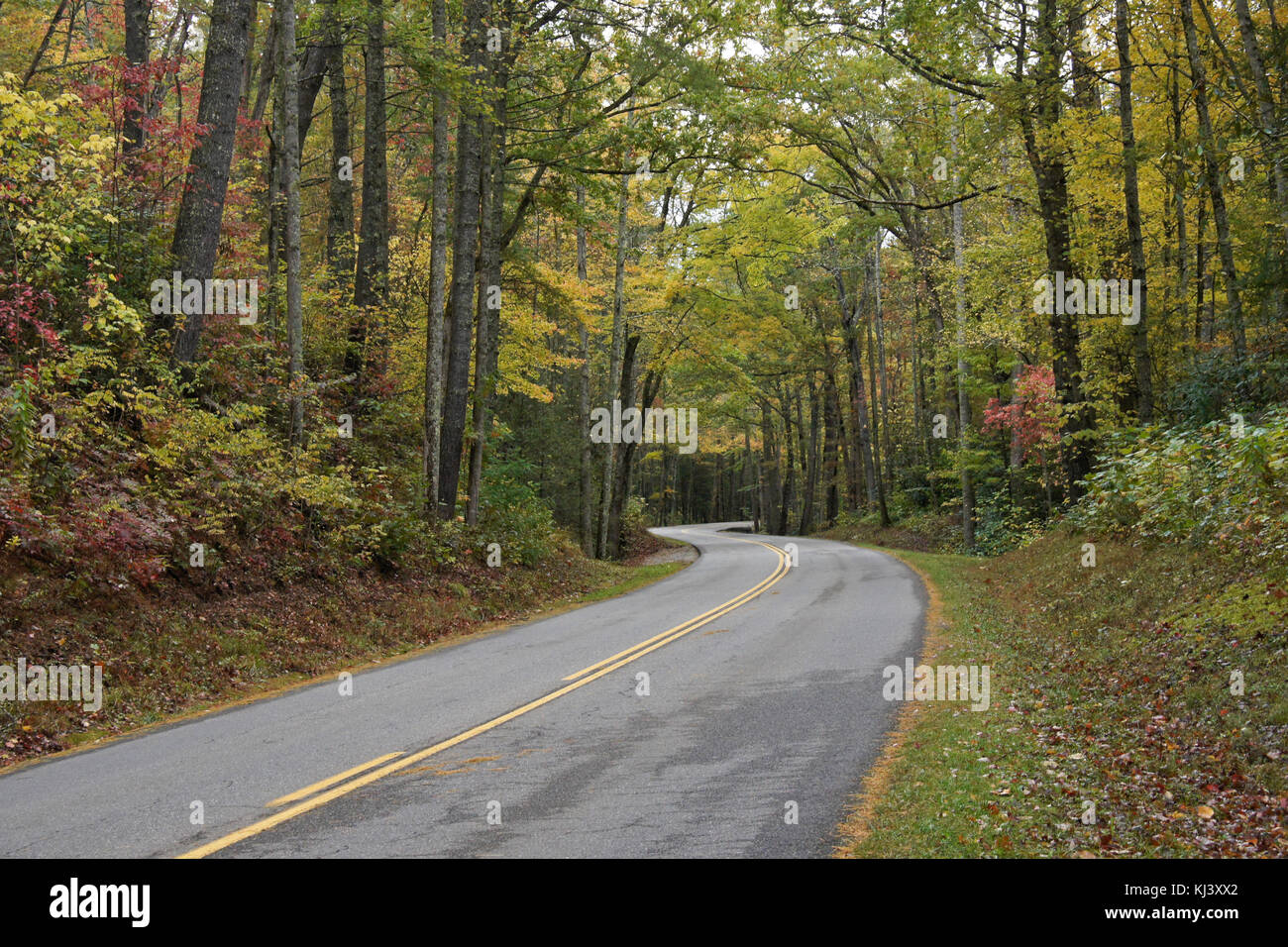 Autumn foliage along Little River Road, Great Smoky Mountains National ...