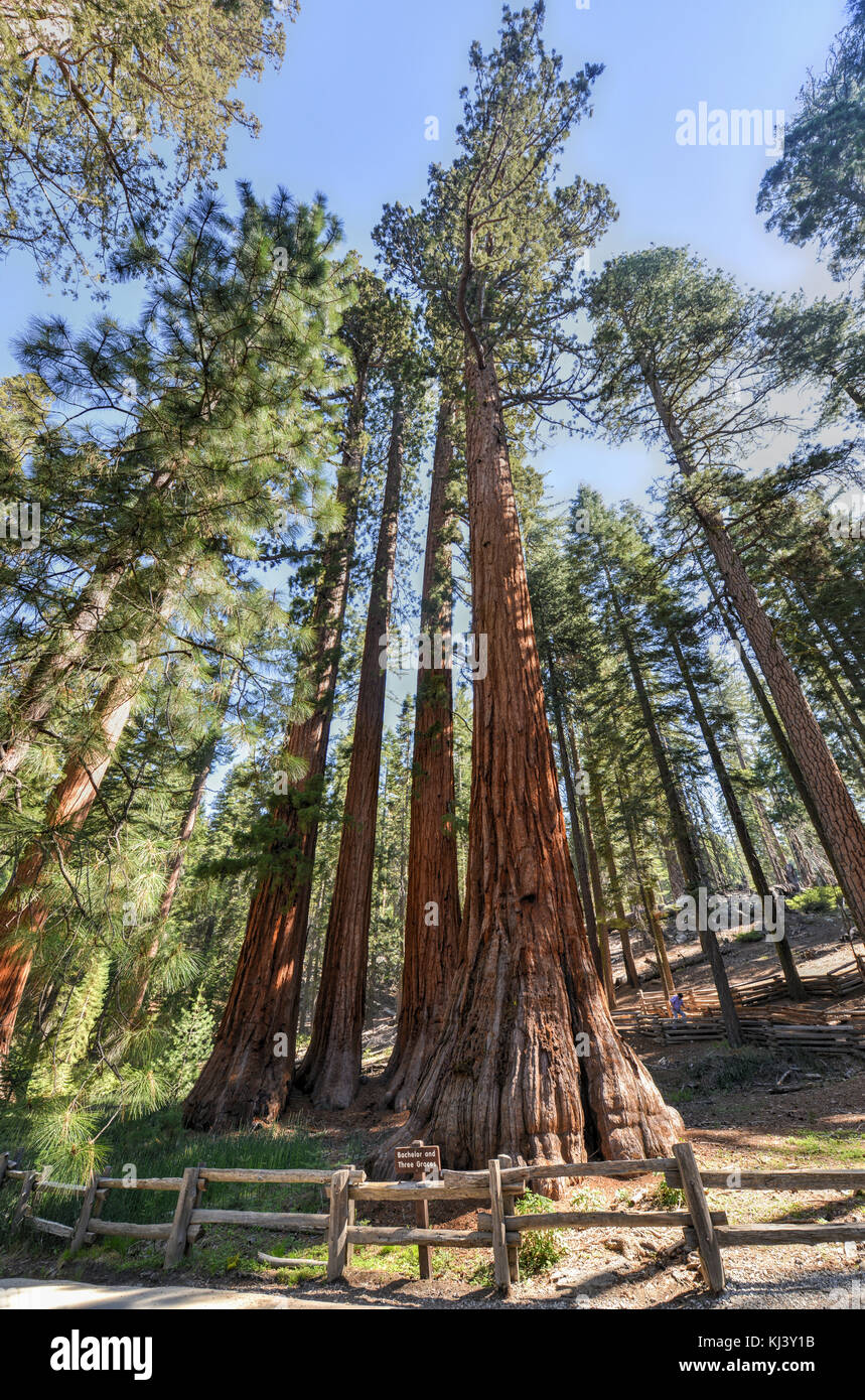 Giant Sequoia Trees At Mariposa Grove Stock Photos & Giant Sequoia ...