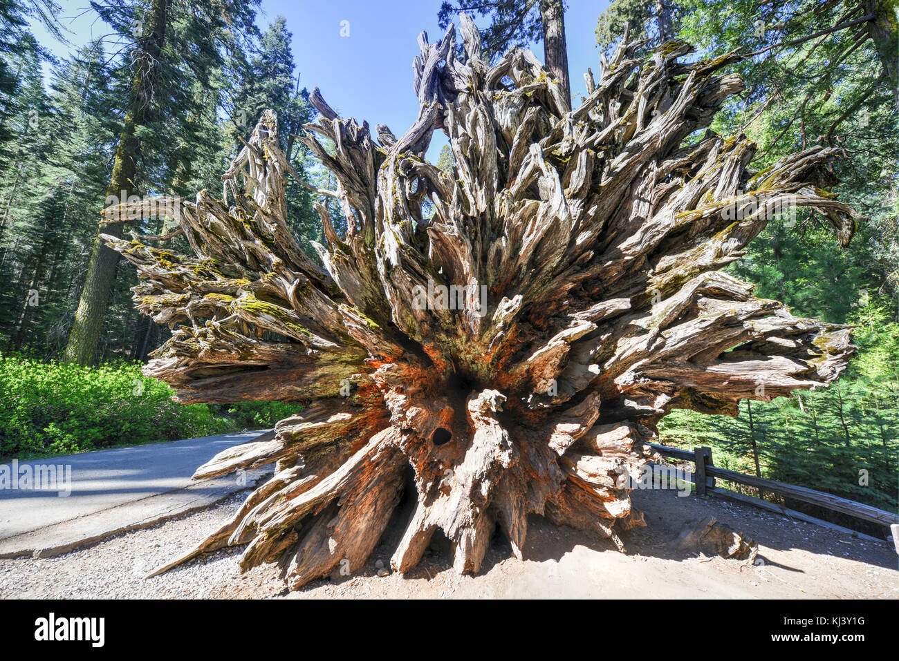 Fallen Sequoia in Mariposa Grove of Yosemite National Park, California ...